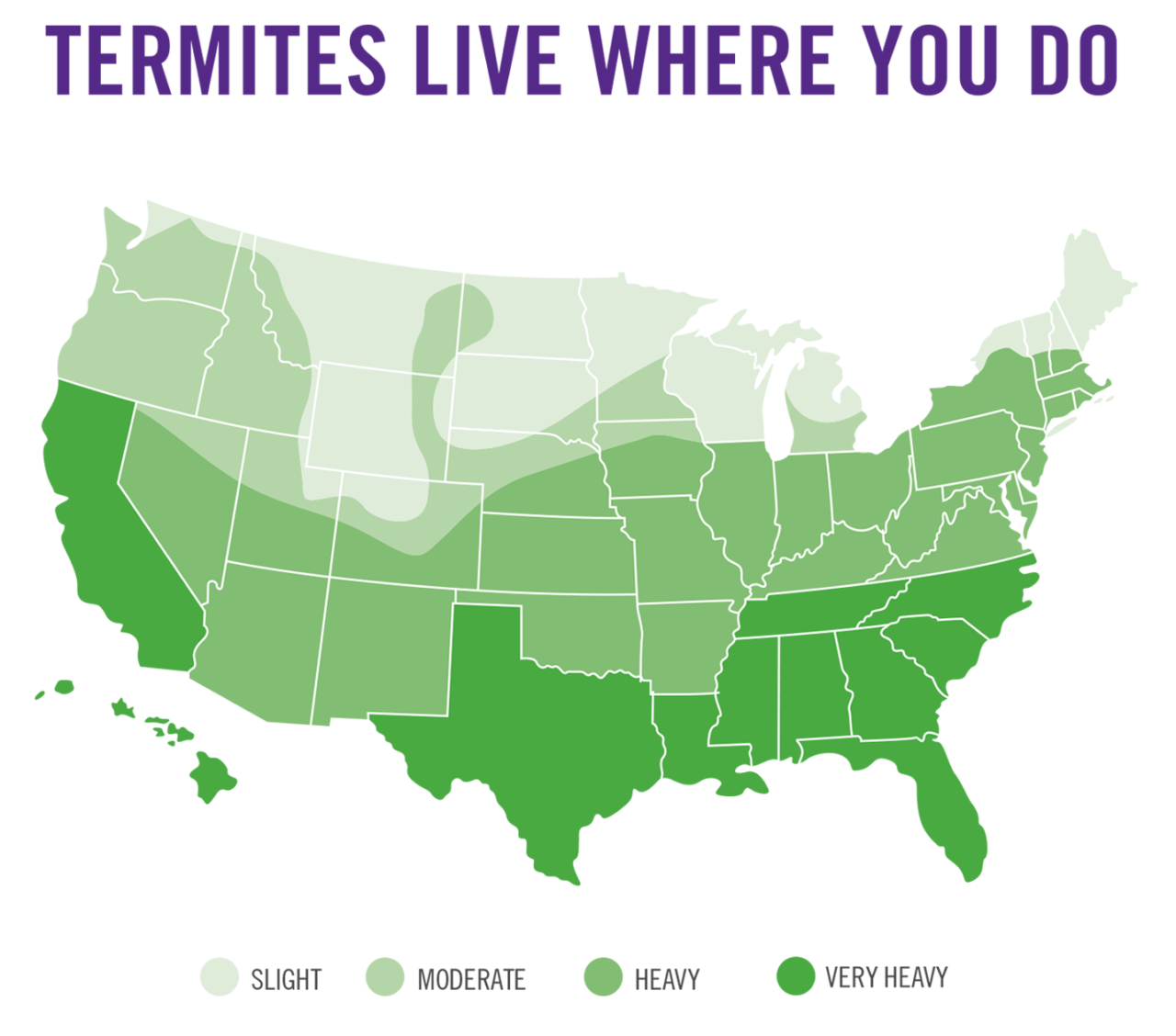 Termite Treatment | Overall Pest Services